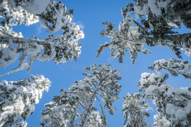 Fir Forest Covered in Winter Snow Stock Image - Image of mountain ...