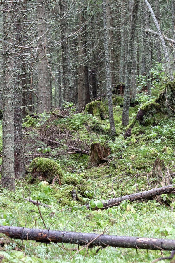 Fir Forest with Fallen Logs and Moss Stock Photo - Image of forest ...
