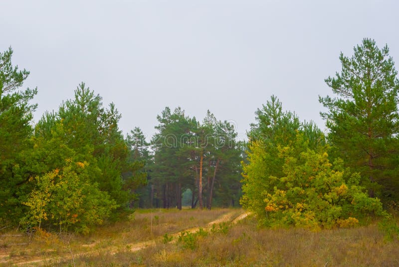 Fir Forest Glade Under Blue Cloudy Sky Stock Illustration ...