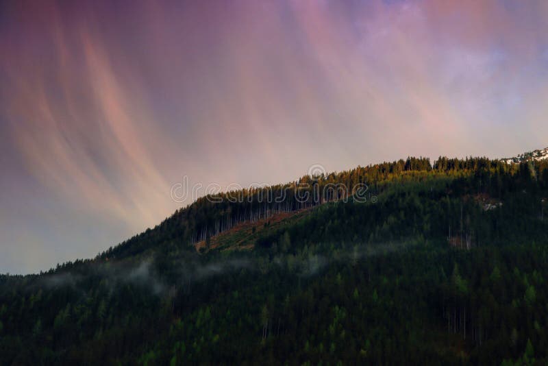 Fir Forest on the Hill with a Pink Sky Distorted by Wind Clouds Stock ...