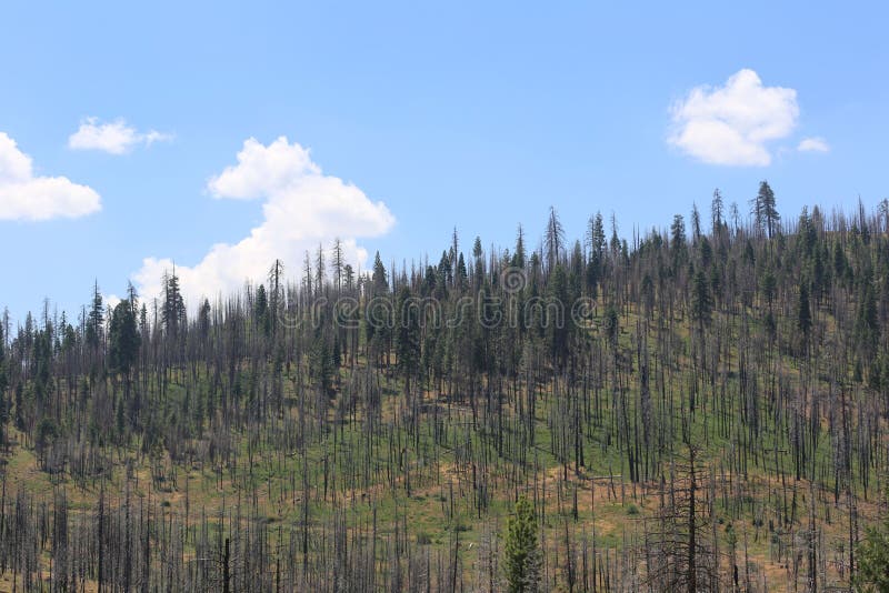 Fir forest on the hillside stock image. Image of nature - 257593539