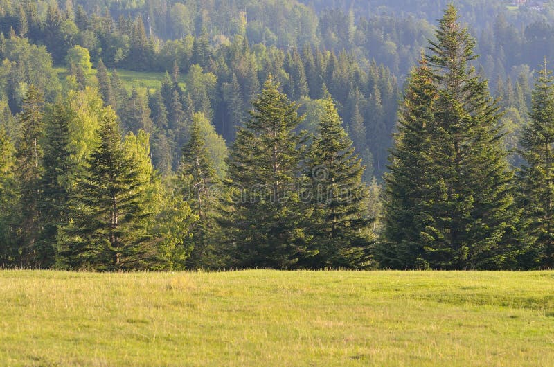 Fir trees stock image. Image of valley, forest, idyllic - 33628845