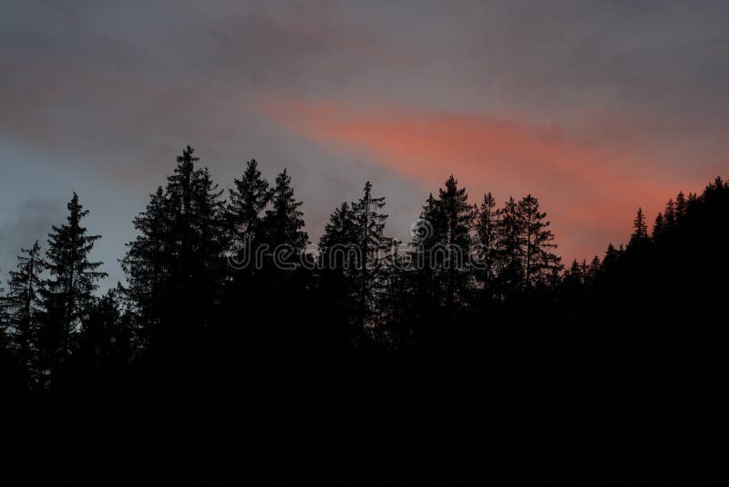 Fir forest at nightfall stock image. Image of alps, pine - 267143719