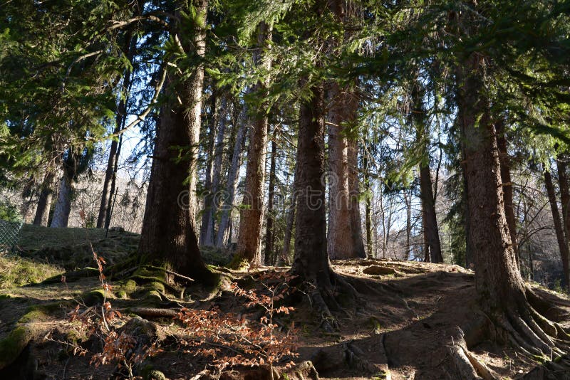 Fir Forest stock photo. Image of alps, wood, forest - 258636040