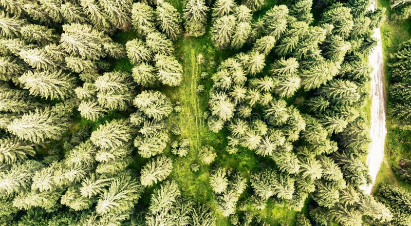 Fir Forest, Overhead View from Drone Stock Photo - Image of outdoor ...