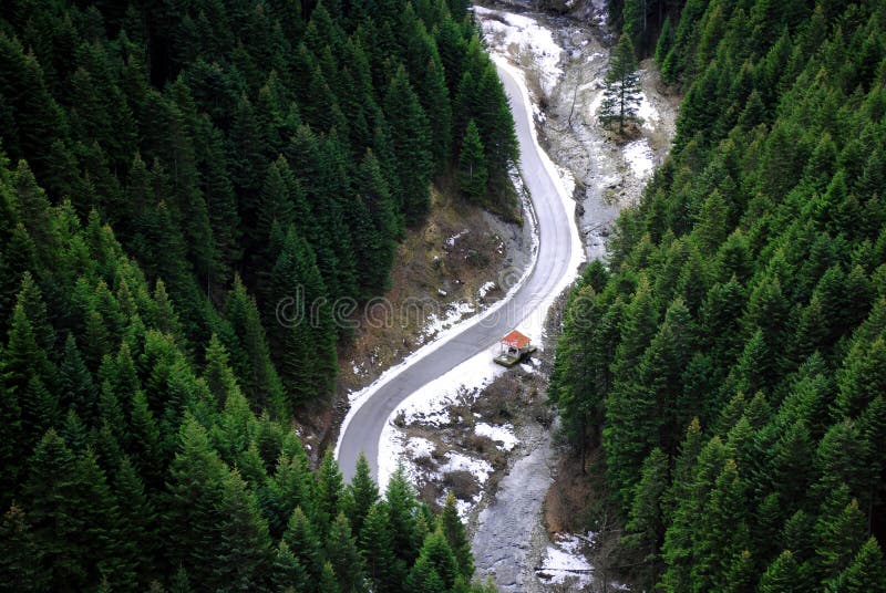 Fir forest stock image. Image of rural, healthy, scene - 64049067