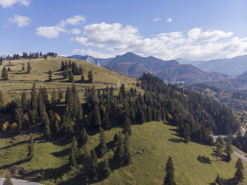 Fir Forest on the Rucar-Bran Corridor, Romania Stock Image - Image of ...