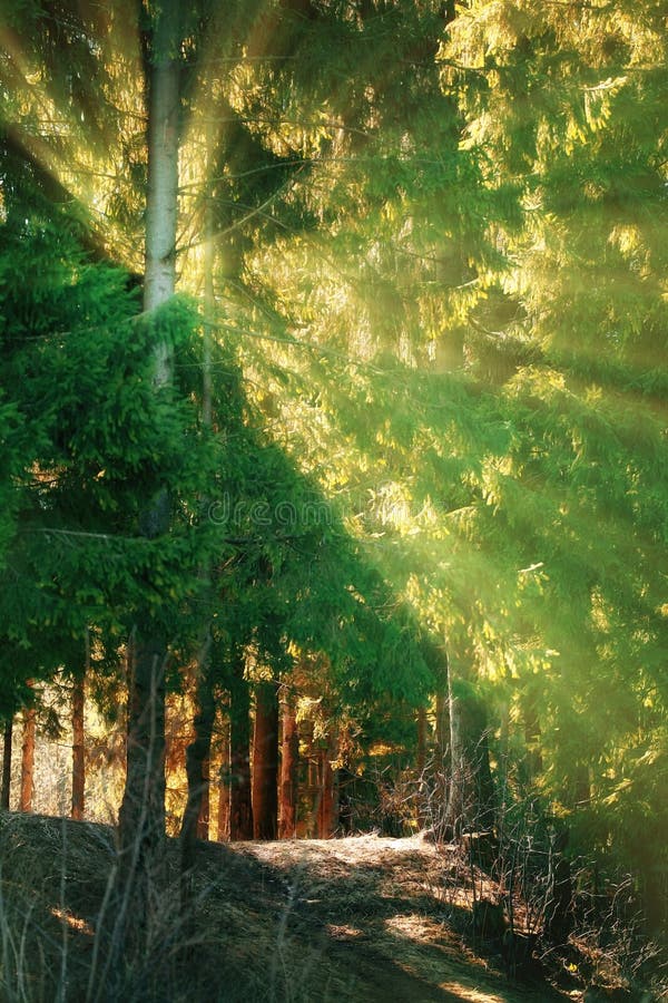 In the fir forest sunbeams stock photo. Image of scene - 47342240