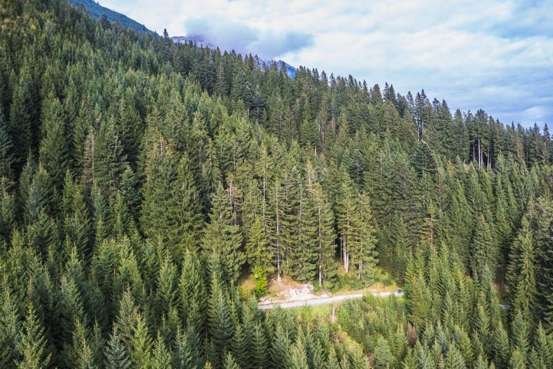 Fir Forest View from Above - Beautiful Nature of Forest Stock Image ...
