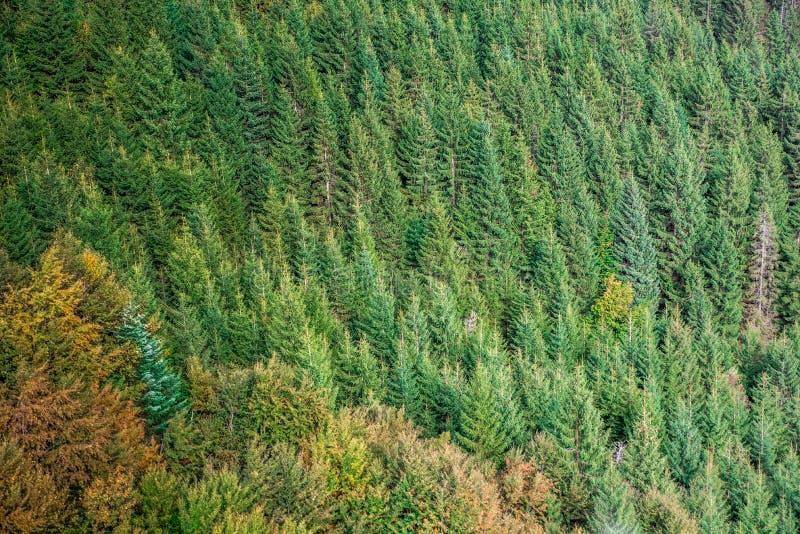 Fir Forest View from Above - Beautiful Nature of Forest Stock Photo ...