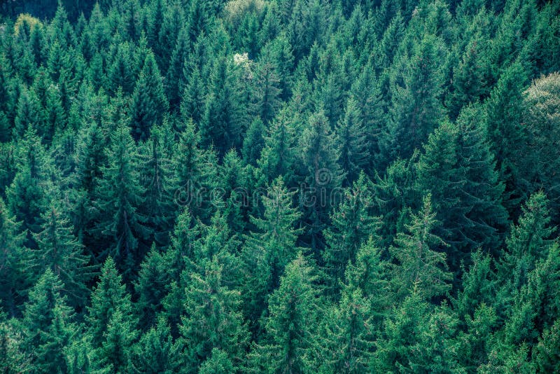 Fir Forest View from Above - Beautiful Nature of Forest Stock Image ...