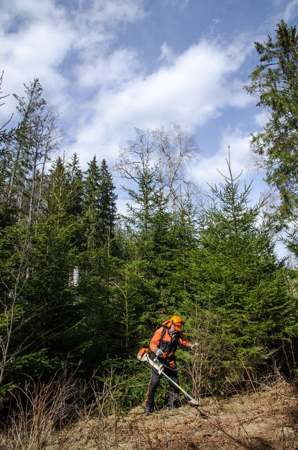 Fir forest worker stock image. Image of protection, maintenance - 30680551