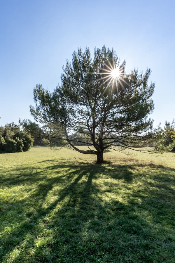 Fir in the Nature. Sun Ray Crossing the Masterly Tree Stock Image ...