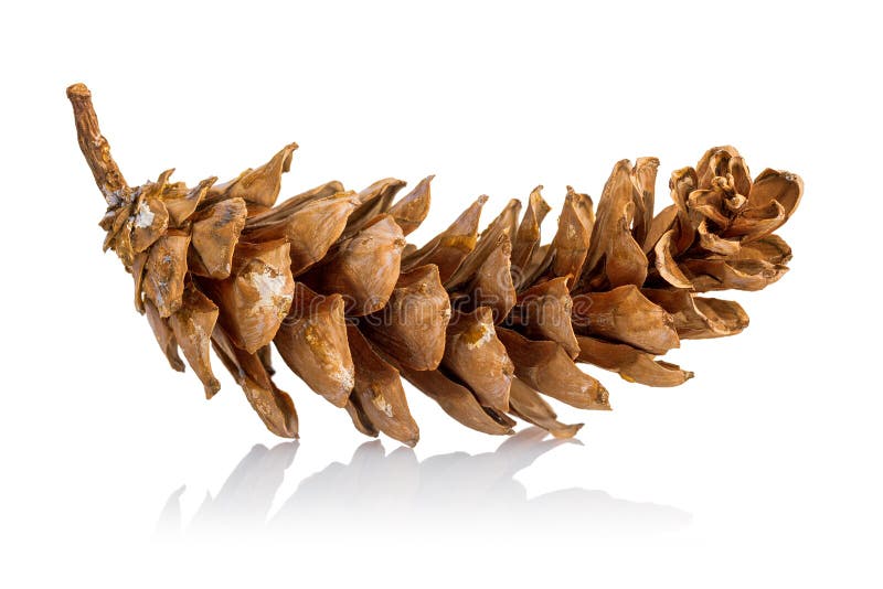 Fir Pine Cone Evergreen Plant Structure Macro Shot, Isolated on White ...