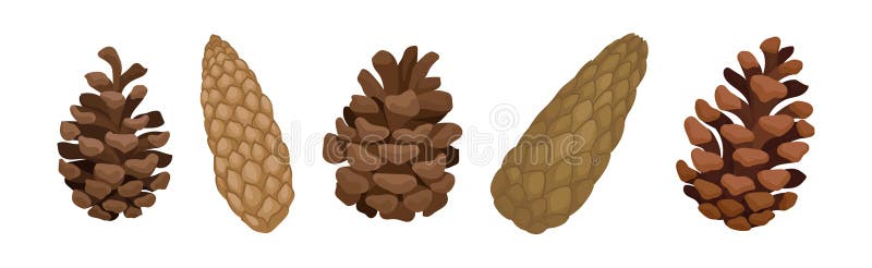 Fir or Pine Cones As Seed Plant Part Vector Set Stock Illustration ...