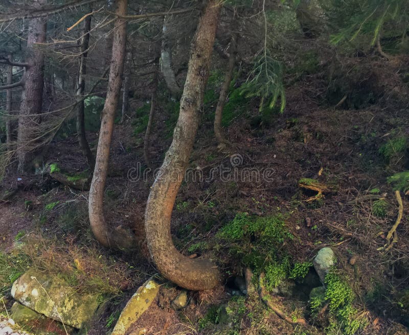 Fir Plant Geotropism Gravitropism, Gravity in the Mountain Stock Image ...