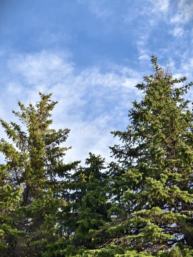 Fir Sky Green Tree Blue Nature Stock Image - Image of blue, nature ...