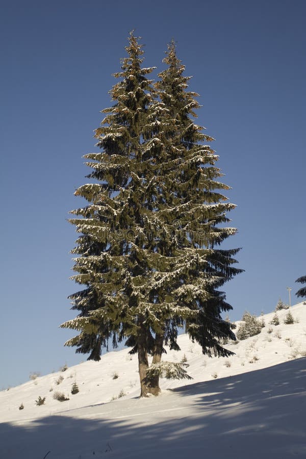 Fir in the snow stock photo. Image of holiday, snow, duble - 7272528