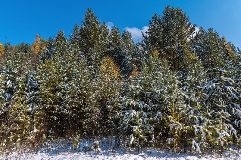 Fir with Snow-covered Branches Stock Image - Image of plant, yellow ...