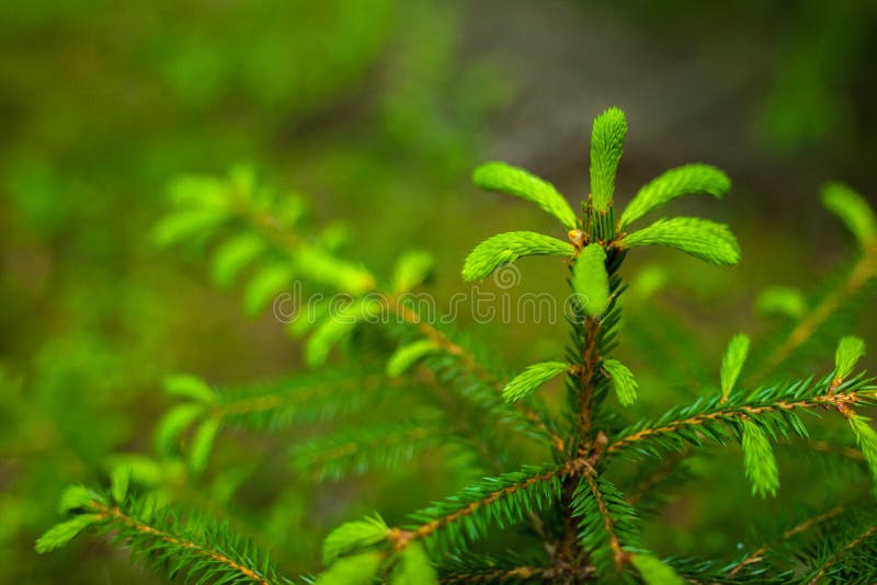Fir or Spruce Tree Buds in Spring Time. Stock Image - Image of foliage ...