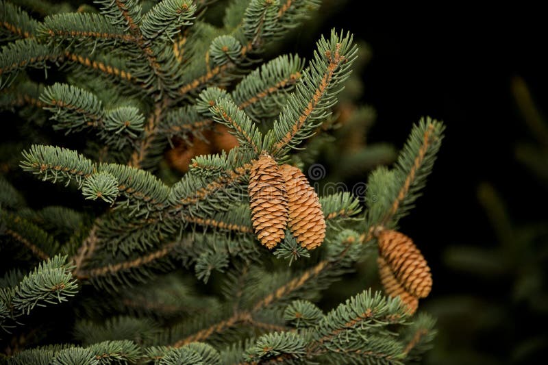 Fir strobile stock photo. Image of forest, tree, needle - 22241502