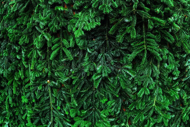 Fir Texture Background of Stacked Fir Branches Stock Photo - Image of ...