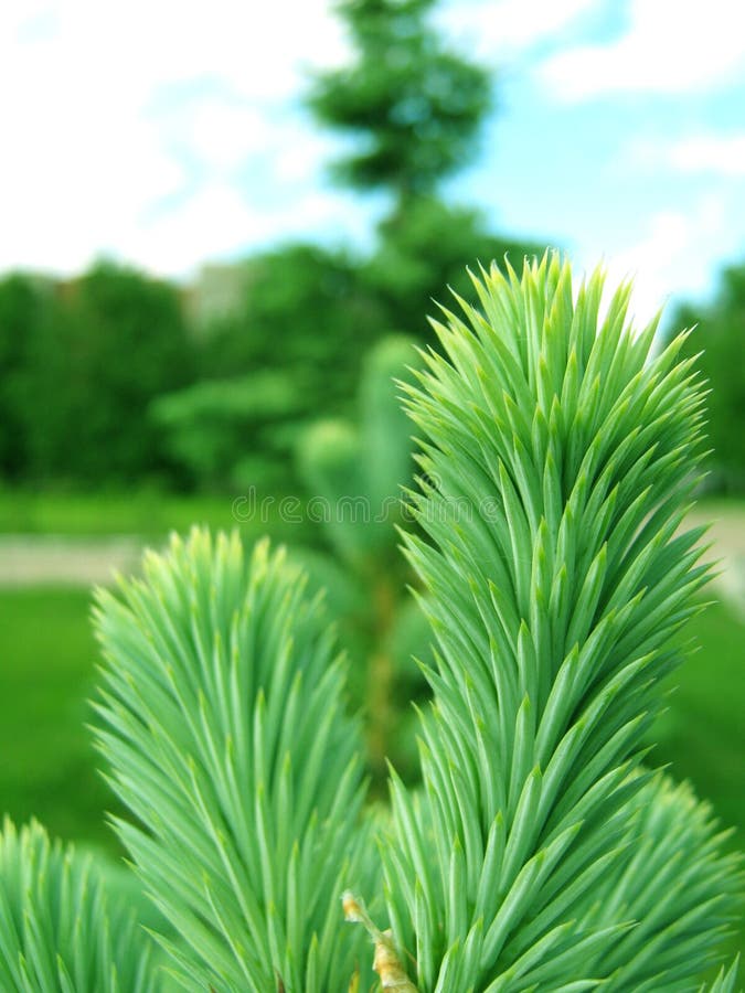 Fir tree stock photo. Image of fresh, texture, stem, pine - 10017678