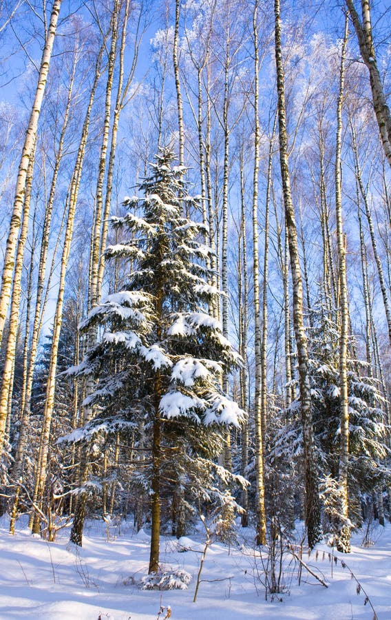 Fir-tree stock photo. Image of branches, naked, forest - 12147702