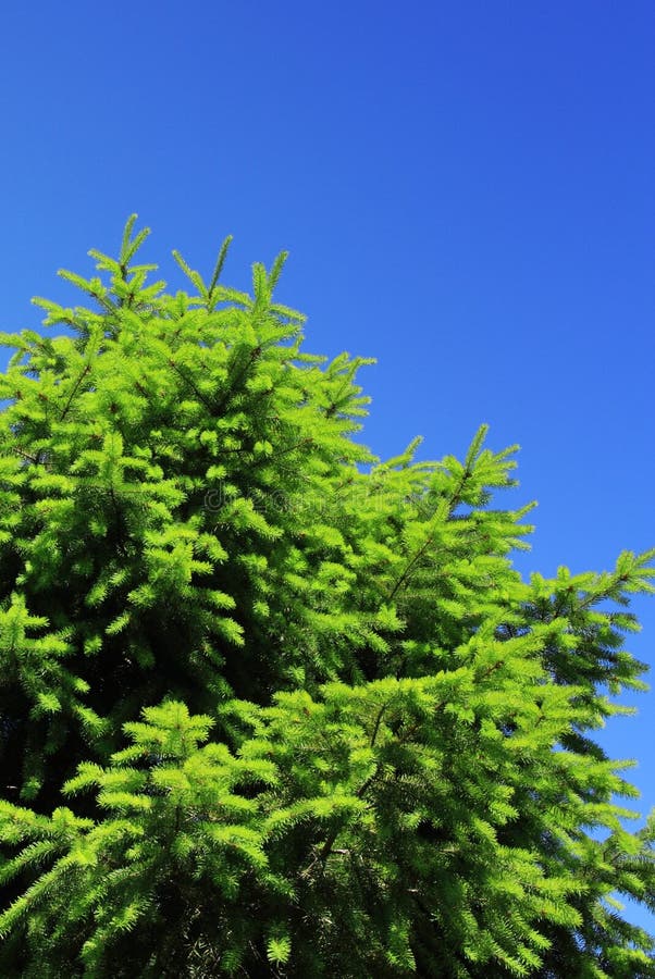Fir tree stock photo. Image of tree, twig, blue, nature - 14645984