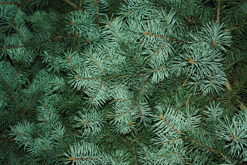 Balsam Fir tree tips stock image. Image of nature, abies - 36440261