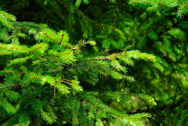 Green Fir tree stock image. Image of background, colour - 17035133