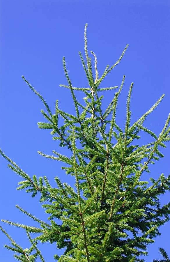 Monkey puzzle tree stock photo. Image of palm, leaves - 2166888