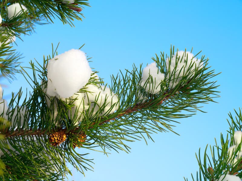 Fir tree stock image. Image of frozen, twig, background - 17063109