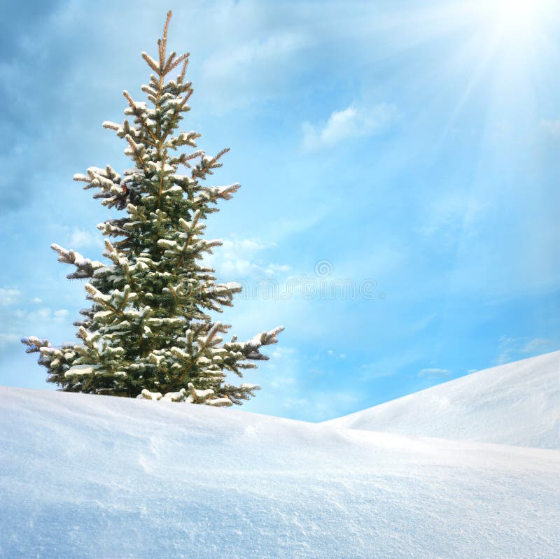 Fir tree stock photo. Image of nature, cloud, cold, outdoors - 22727592