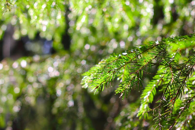 Fir tree stock photo. Image of forest, freshness, organic - 24890182