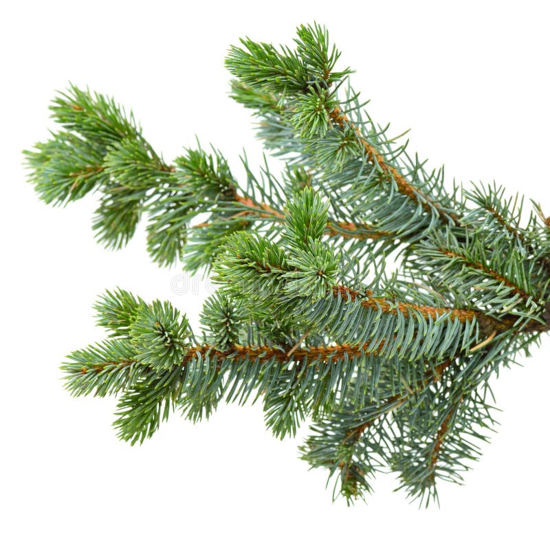 Fir tree stock photo. Image of nature, decoration, card - 37529954