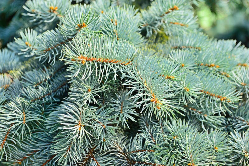 Fir tree stock image. Image of stem, decoration, branch - 37609651