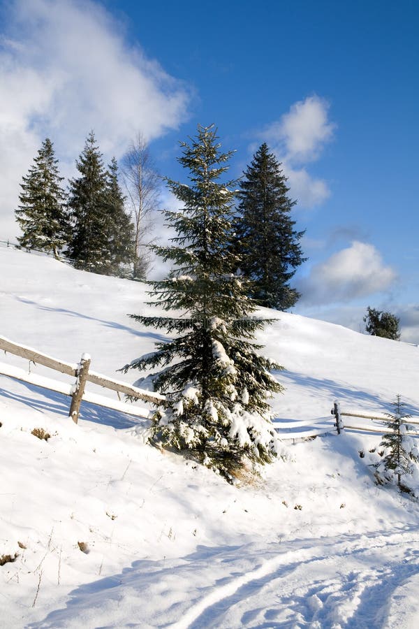 Fir-tree stock image. Image of mountain, shape, frost - 7640651