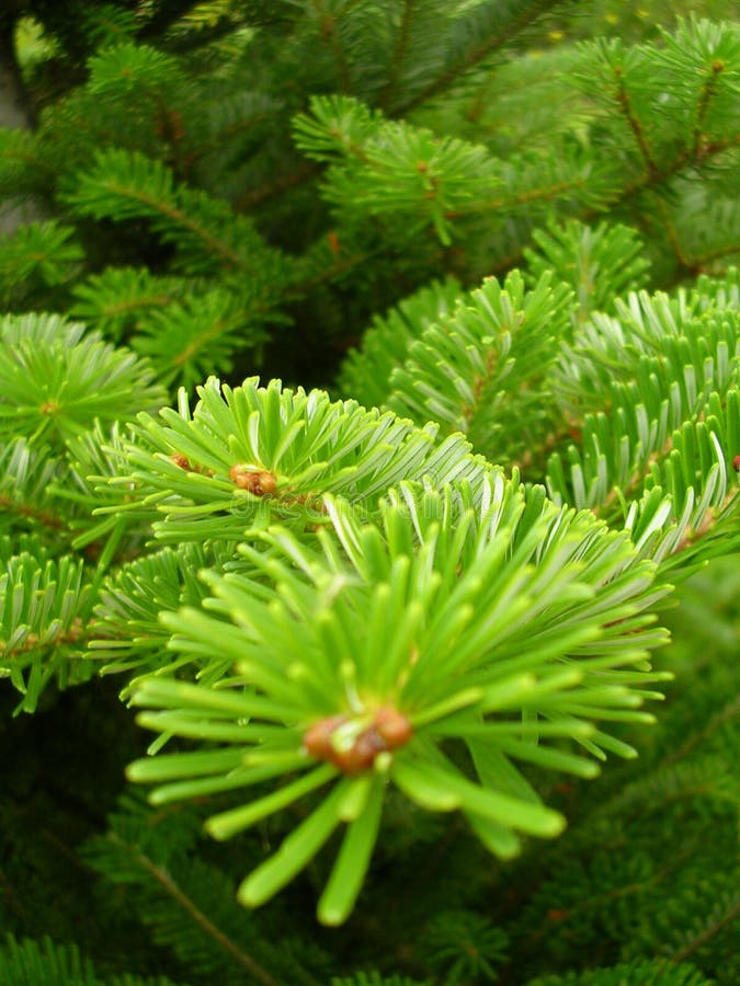 Fir-tree stock photo. Image of branch, needle, garden - 7906546