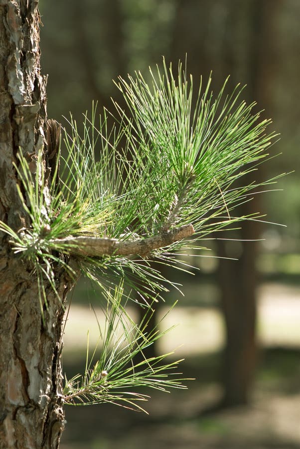 Fir tree stock photo. Image of detail, abstract, macro - 7999876