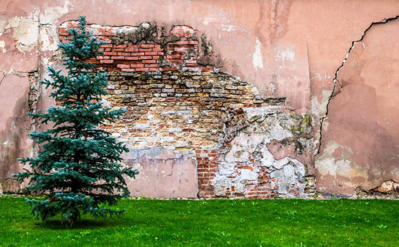 Fir Tree Against Decaying Bricks Wall Stock Photo - Image of decaying ...
