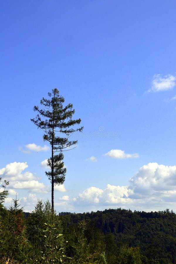 Fir Tree Alone in the Forest Stock Photo - Image of high, view: 229070572
