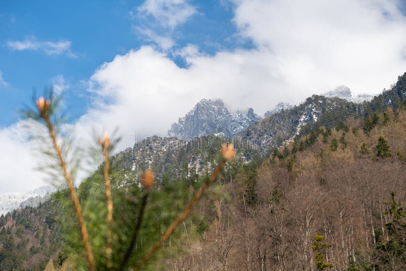 Fir Tree and the Alps in Schaan in Liechtenstein Stock Image - Image of ...