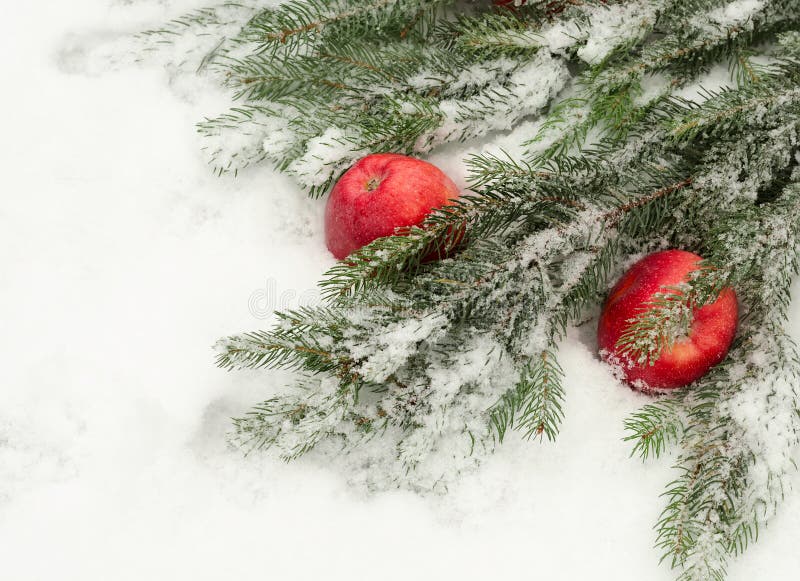 Fir-tree and apples stock photo. Image of frost, dessert - 50091606