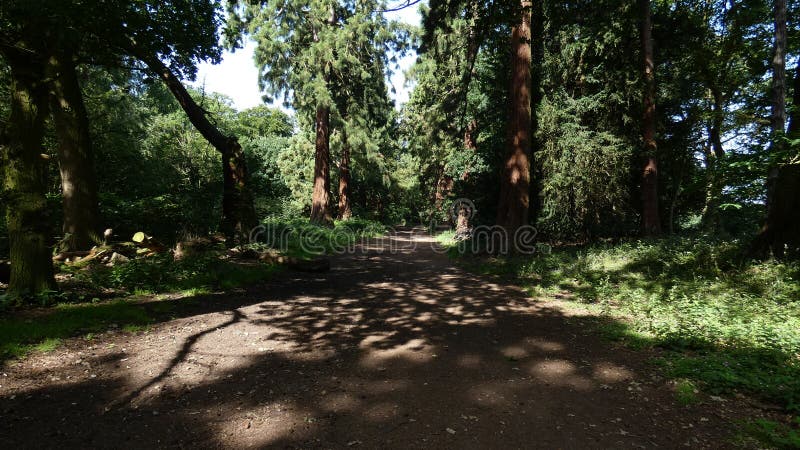 Pine Fae Stock Photos - Free & Royalty-Free Stock Photos from Dreamstime