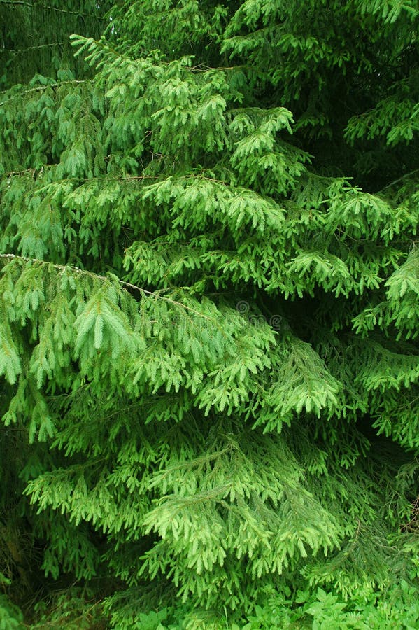 Fir-tree background stock photo. Image of grass, leaf - 14897334