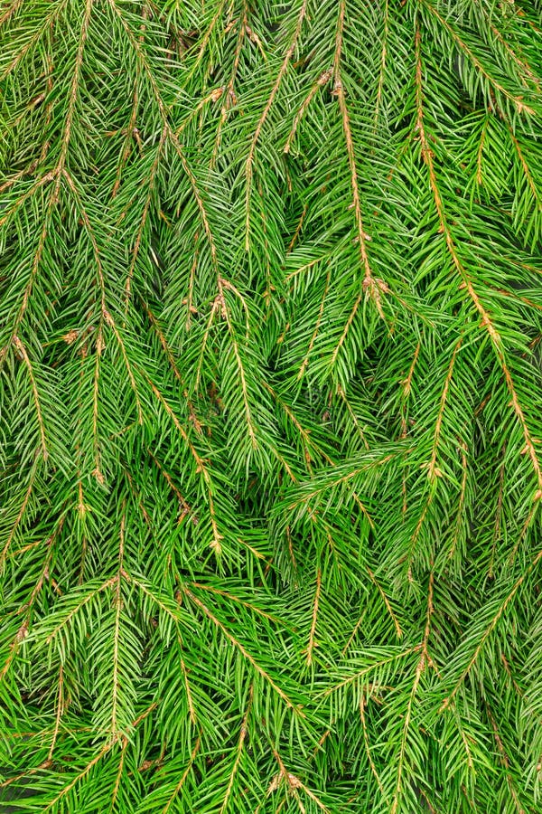 Fur-tree Branch. Green Fluffy Pine Branch Stock Vector - Illustration ...