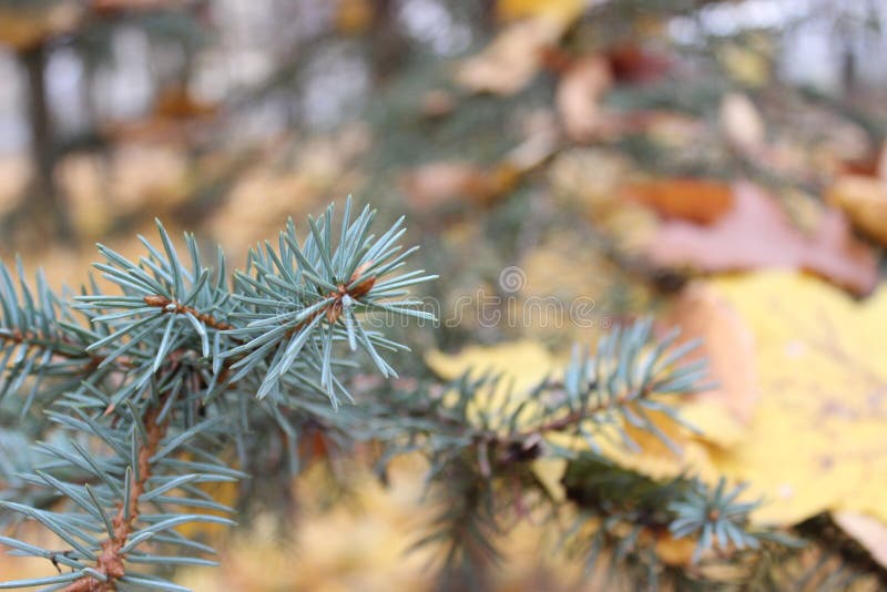 Fir Tree on a Background of Trees with Yellow Leaves. Autumn Colors ...