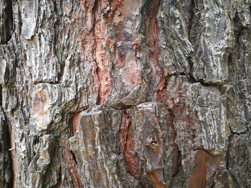 Fir tree bark texture stock image. Image of bark, wood - 92743091