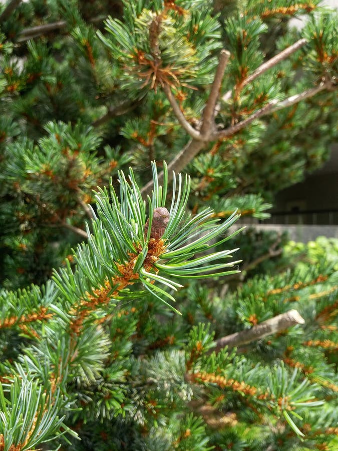 Fir tree stock photo. Image of green, color, botanical - 121867536
